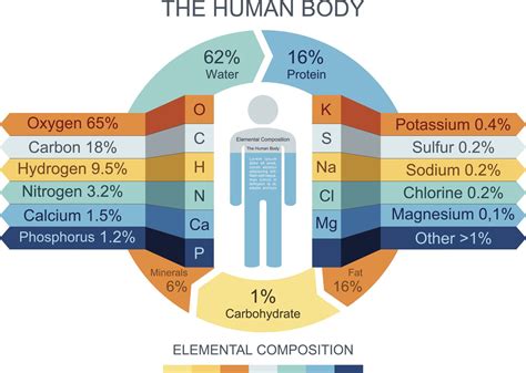 Chemical Elements In The Body