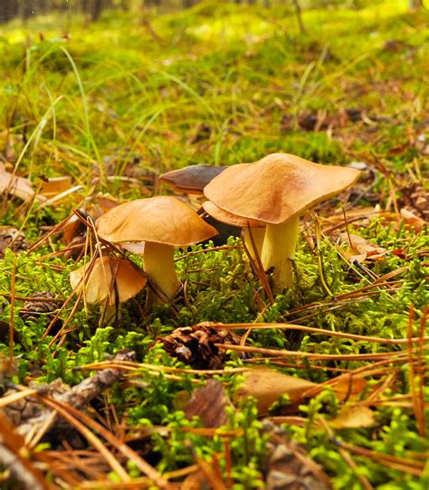 Mushrooms Free Stock Photo Public Domain Pictures