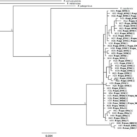 Bayesian Phylogenetic Tree Based On Haplotypes Of The Combined Download Scientific Diagram