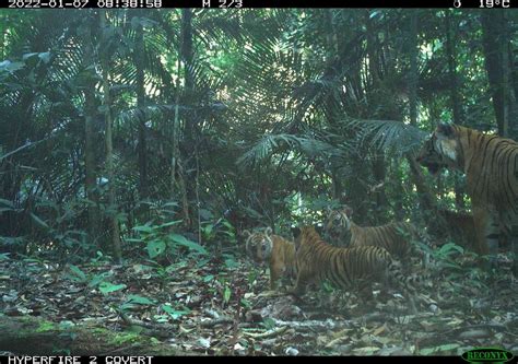 Caspian Tiger Sightings