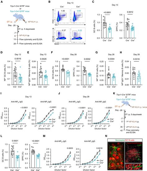 Innervation Of Nociceptor Neurons In The Spleen Promotes Germinal