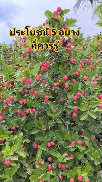 มะม่วงหาวมะนาวโห่ เกษตรอินทรีย์ วิถีพอเพียง Food Ytshorts มะม่วงหาวมะนาวโห่ Youtube