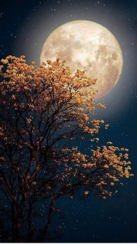 สวัสดียา รูปภาพวิวธรรมชาติสวยๆ ดอกไม้ ทะเล สุดสวย น่าร้กๆ