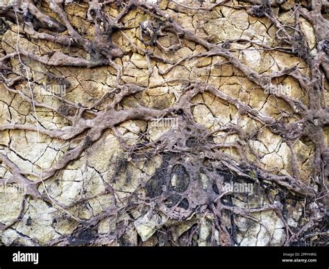 Tree Roots Over Rock Hi Res Stock Photography And Images Alamy