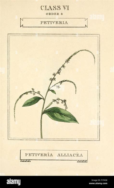 This Botanical Text Provides Foundational Knowledge On Plant Classification Illustrated With