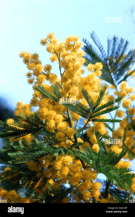 Silver Wattle Acacia Dealbata Acacia Decurrens Var Dealbata