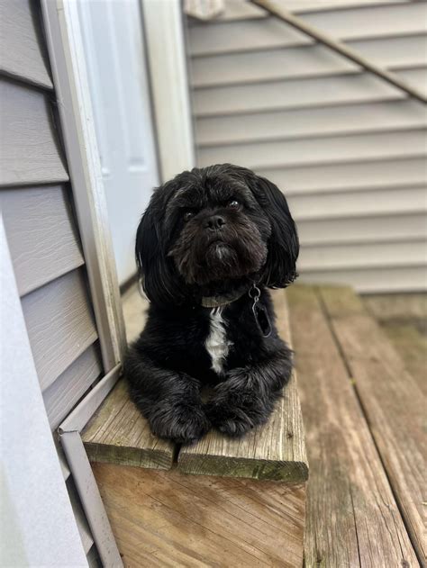 This sweet boy of mine : r/Shihtzu