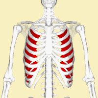 Muscles S Get The Best  On Er