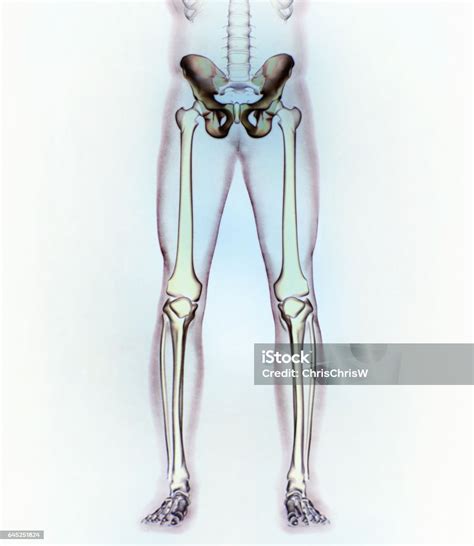 Hueso Ilion Pelvis De Hueso De La Cadera Anatomía Humana Radiografía De