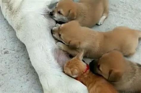 土狗生了一窝崽其中一只样貌奇特定睛一看乐坏了 橘猫