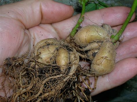 Murah And Mudah Didapati Tapi Power Manfaatnya 7 Khasiat Kacang Botol