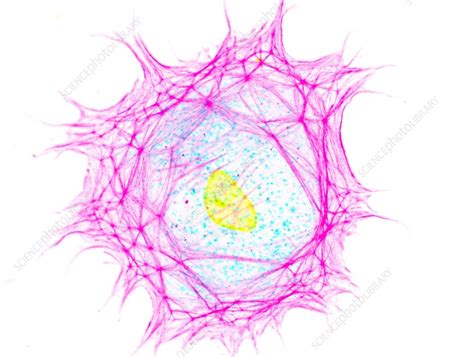 Fibroblast Fluorescent Micrograph Stock Image C0535516 Science