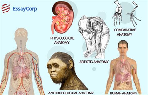 Anatomy Assignment Help Homework Help Service Online Essaycorp