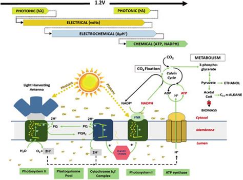 26 the photosynthetic architecture for solar energy transduction joule