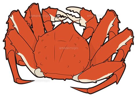 タラバガニのイラスト素材 FYI07789963 ストックフォトの Qlean Marketキュリンマーケット