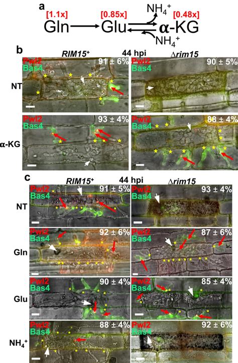 Nature Communications 中国农科院合作研究揭示稻瘟菌在水稻细胞内活体营养生长的机制！ 知乎