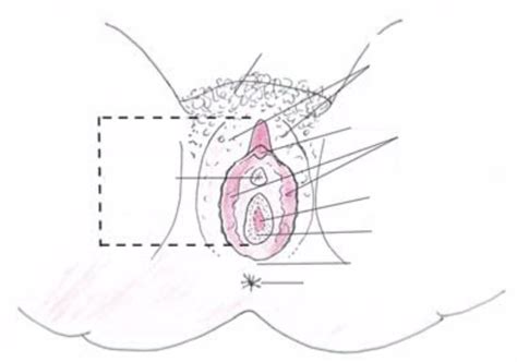 Human Sexuality Vulva Diagram Quizlet