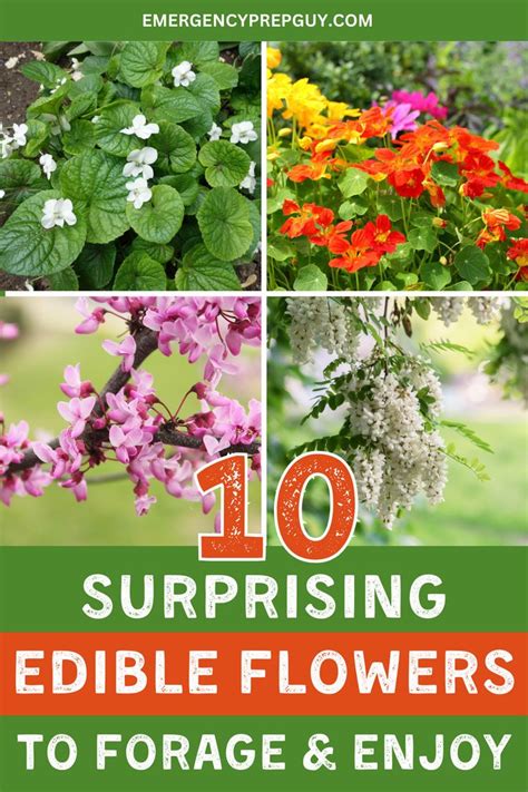 10 Surprising Edible Flowers To Forage And Enjoy Edible Flowers Edible Wild Plants Medicinal