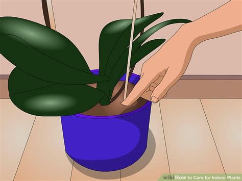 How To Care For Indoor Plants 15 Steps With Pictures Wikihow