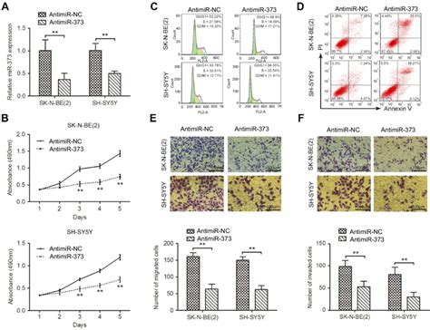 Downregulation Of Mir 373 Inhibited The Proliferation Migration And