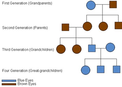 Eye Color Inheritance Diagram