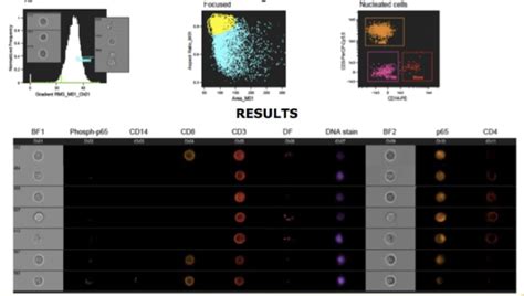 Seeing Is Believing An Introduction To Imaging Flow Cytometry