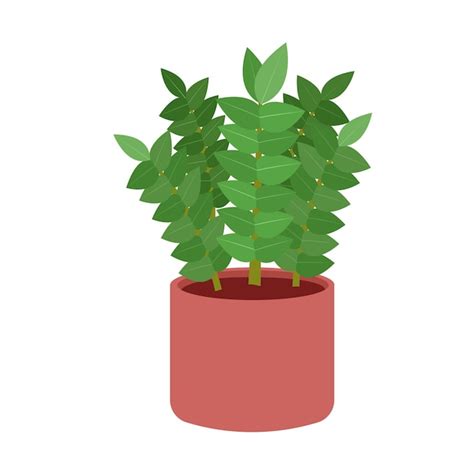 Premium Vector Ficus Pumila Plant Illustration