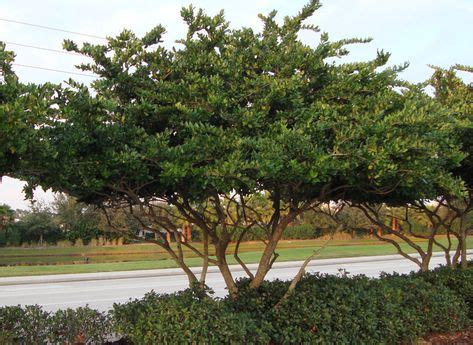 Limb Up Evergreen Ideas Evergreen Plants Backyard Landscaping