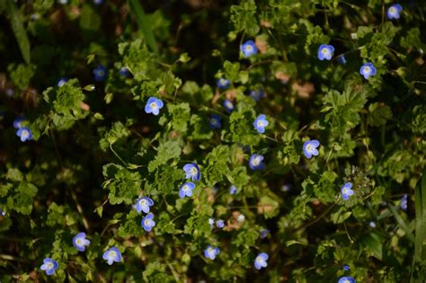 花 野花 春天 Pixabay上的免费照片