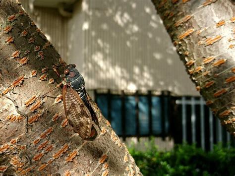 Premium Photo Close Up Of Cicada On Tree Trunk