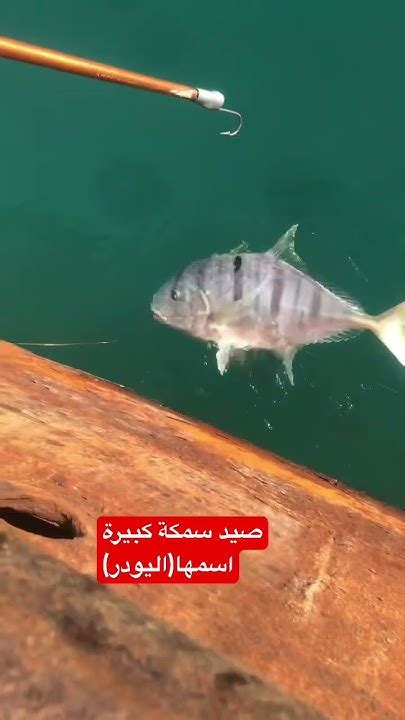 صيد البحر صيد سمك اليودر وجميع انواع السمك🐟🐠🎣للمشاهدة اكثر زورو الصفحة