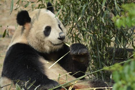 無料画像 くま 野生動物 動物園 哺乳類 動物相 ヒグマ 脊椎動物 成都 パンダカブ ジャイアントパンダ ハイイログマ