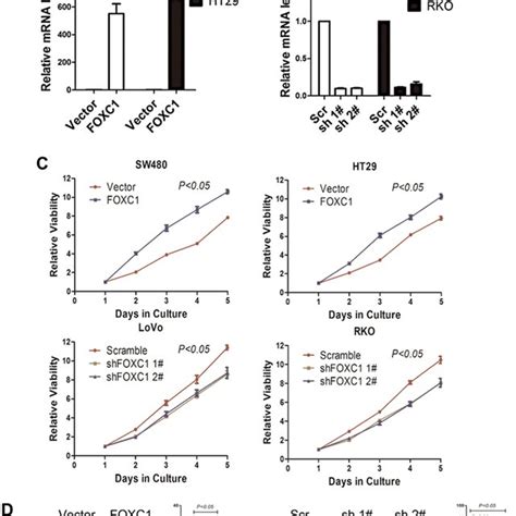 Altered Expression Of Foxc1 Affected Crc Cell Proliferation In Vitro