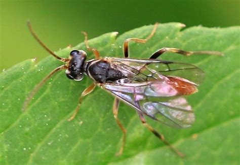 Small Wasp With Bulbous Red Abdomen Ropronia Bugguide Net
