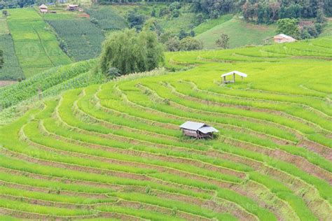 Green Terraced Rice Field Green Rice Fields In The Countryside In