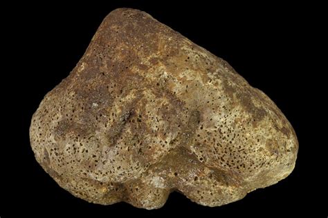 1 6 Ankylosaur Spike Scute Alberta Disposition 000028 29 132104