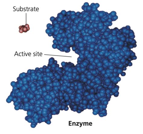 10: enzyme regulation Flashcards | Quizlet