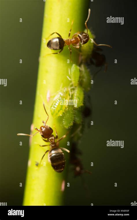 Ants Collecting Honeydew From Aphids On Chestnut Sapling Surrey Uk