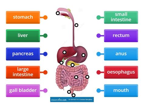 The Digestive System Labelled Diagram