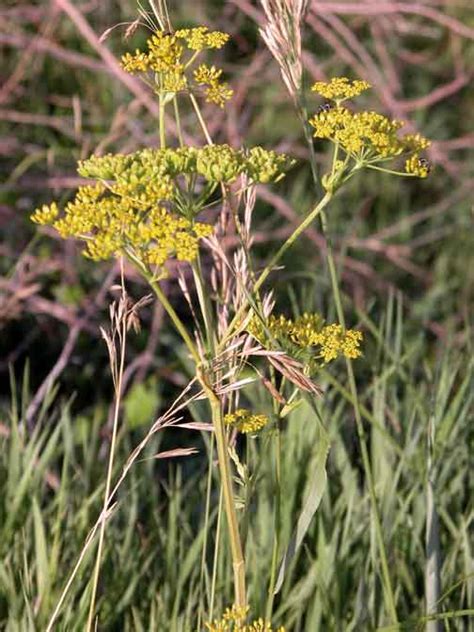 Control Of Wild Parsnip Yard And Garden