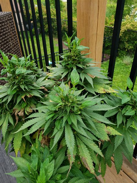 This Plant Turned Hermie 4 Weeks Into Flower I Put It On My Back Deck