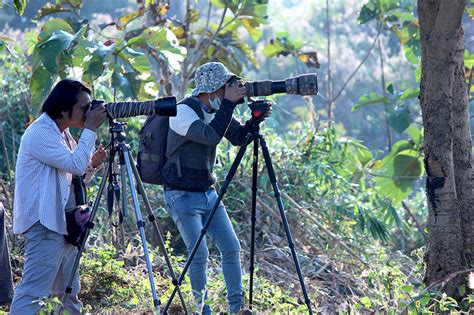 Dvb အောက်ချင်းမျိုးနွယ် အောင်လောင်ငှက်များကို လာရောက်ကြည့်ရှုဓာတ
