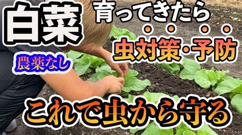 【白菜】虫対策が必須！農薬に頼らない方法、農薬を使う方法を説明！白菜育てている人必見。 農薬 白菜 水耕栽培 野菜