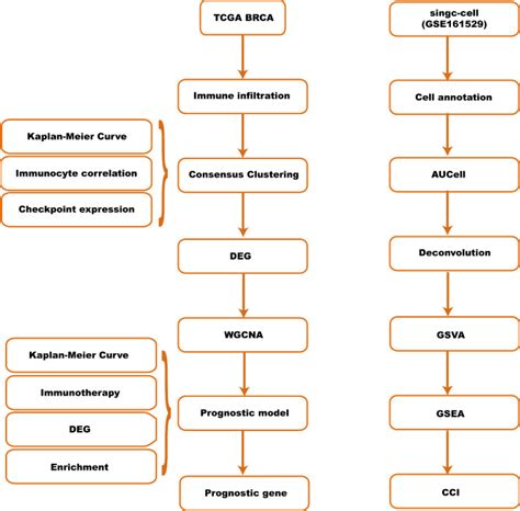 Identification Of A Novel Immune Related Gene Signature By Single Cell And Bulk Sequencing For