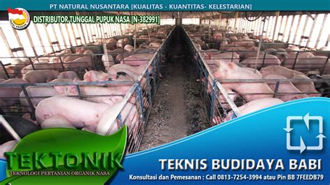 Teknis Rahasia Cara Budidaya Ternak Babi Cepat Besar Hanya Bulan Vitamin Ternak Babi Yang