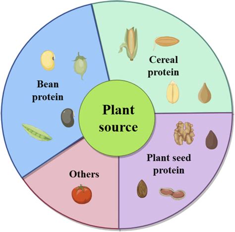 Research Progress On Fermentation Produced Plant Derived Bioactive Peptides Pmc