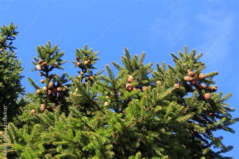 Zapfen Am Nadelbaum Stock Foto Adobe Stock
