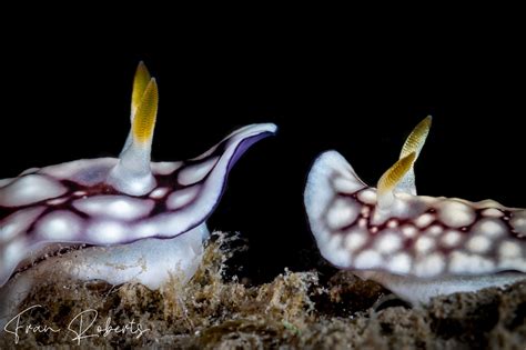 Nudibranch Diving