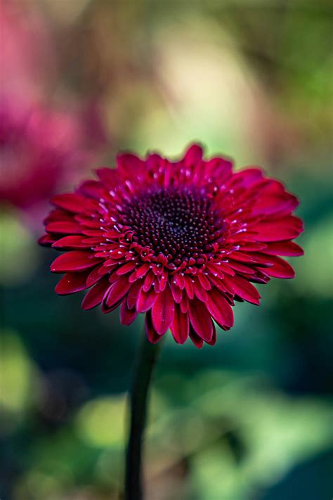 Red Topographical Background Photos Download The Best Free Red