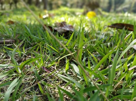 Gras Feld Kostenloses Foto Auf Pixabay Pixabay